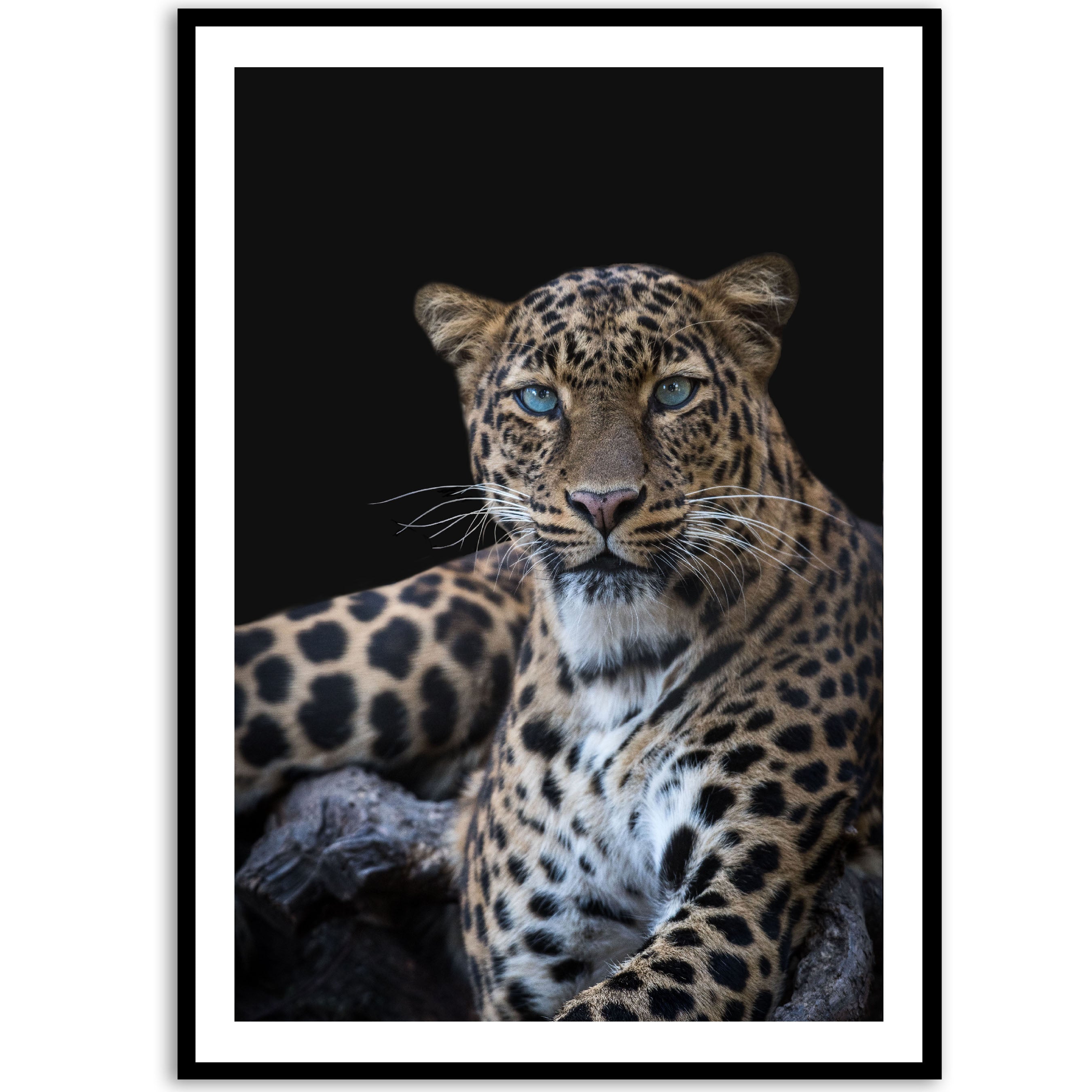 Animals & Botanicals Art Prints – Jasmine and Jade Interiors