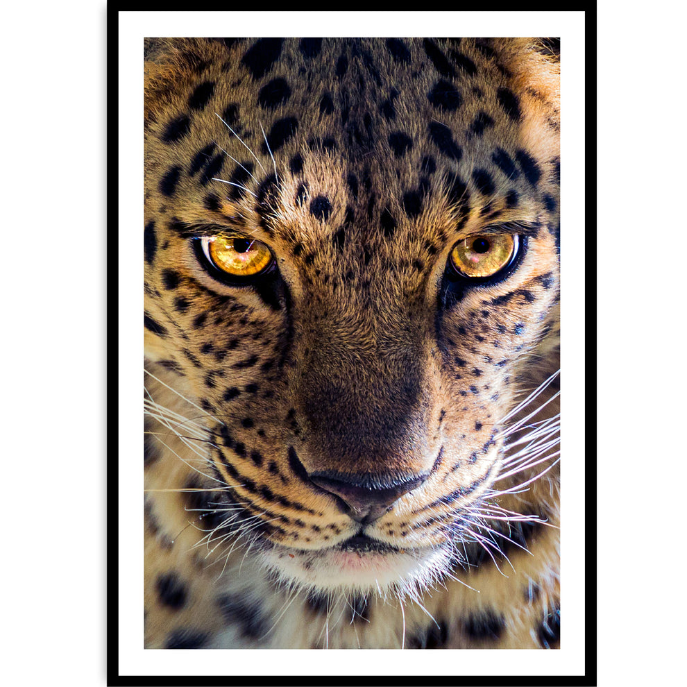 Fierce Leopard Art Print – Jasmine and Jade Interiors